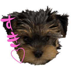 shona_20250611102444 – LINE貼圖 | LINE STORE