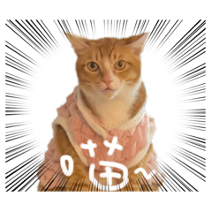 Pusay cat – LINE stickers | LINE STORE