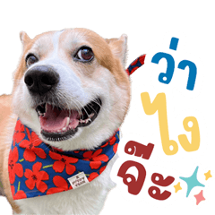 A Puppy Yeah Corgi Sticker v.2 – LINE stickers | LINE STORE