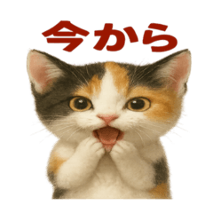 Calico Cat Stickers! – สติกเกอร์ LINE | LINE STORE