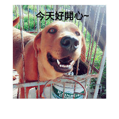 So many pets. - Stiker LINE | LINE STORE