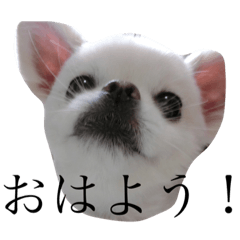 popoo – สติกเกอร์ LINE | LINE STORE