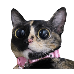 silly BOTAN haHa – LINE stickers | LINE STORE