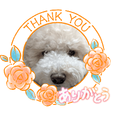 sacchikom_20250812160449 – LINE stickers | LINE STORE