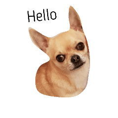 Chihuahua prince Theon Daily life - LINE スタンプ | LINE STORE