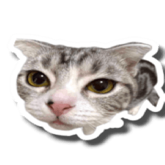 Miss Dou Ya – LINE stickers | LINE STORE