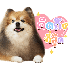 shabu & fuji – LINE stickers | LINE STORE