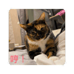Pei_20250916151227 – LINE stickers | LINE STORE