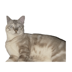 Hhh_20250917225536 – LINE stickers | LINE STORE