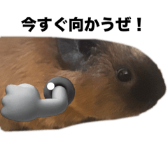 Shion_20250929030921 – LINE stickers | LINE STORE