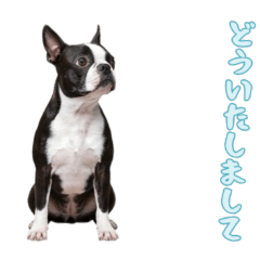 [どういたしまして専用]ボストンテリア - LINE スタンプ | LINE STORE