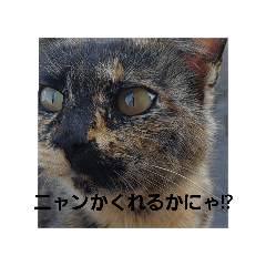 12345_20251020222652 – LINE stickers | LINE STORE