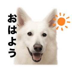 cherie-1 – LINE stickers | LINE STORE