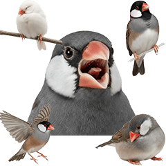 BIG! Java sparrow realistic – LINE stickers | LINE STORE