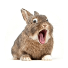Angpao The Rabbit – LINE stickers | LINE STORE