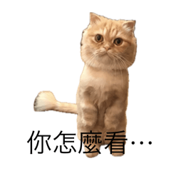 MeowMiu_20251125161944 - LINE スタンプ | LINE STORE
