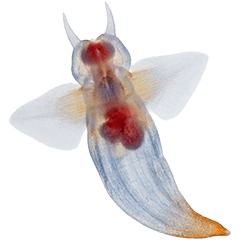 BIG! Clione – LINE stickers | LINE STORE