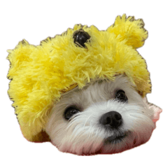 Wilson/Effie_20251207011633 – LINE stickers | LINE STORE