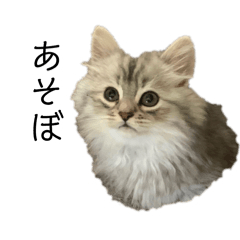 masako_decor_20251207165534 – LINE stickers | LINE STORE