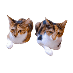 Cute two Cat Stickers Funny, Kawaii, – Stickers LINE | LINE STORE