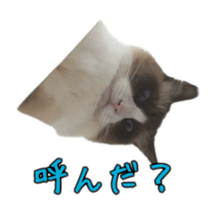 mimimi_20251211160446 – LINE stickers | LINE STORE
