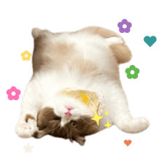 Esthe, The Cinnamon cat – LINE stickers | LINE STORE