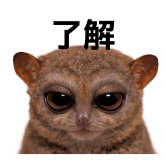 Real Tarsier | Emotionless Stickers – LINE stickers | LINE STORE