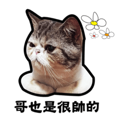 CoCo&DoDo - Stiker LINE | LINE STORE