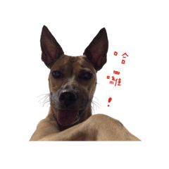 Mix Dog Bugi - LINE スタンプ | LINE STORE