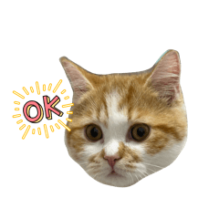 น้องนิวเจน แมวส้มขาว – สติกเกอร์ LINE | LINE STORE