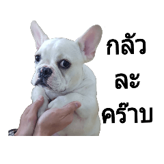 KK & Dog - LINE スタンプ | LINE STORE