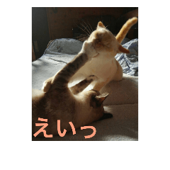 Bluee yed cat - Stiker LINE | LINE STORE