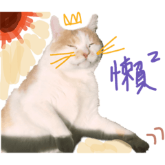 Direct fat cat private life – Stickers LINE | LINE STORE