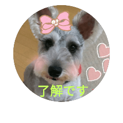 schnauzer&background – LINE stickers | LINE STORE