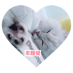 Pin Pin Liu - LINE スタンプ | LINE STORE