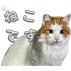 Rits Cat_20260604135411 – LINE stickers | LINE STORE