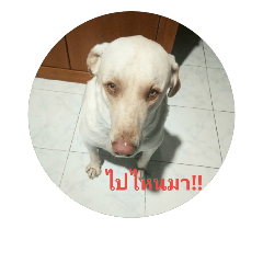 maxwell – LINE stickers | LINE STORE