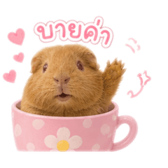 Kitchanut_20260501175653 - LINE スタンプ | LINE STORE