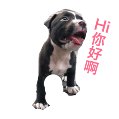 Hiha life – Stickers LINE | LINE STORE