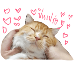 Jina and Gnar the cat – สติกเกอร์ LINE | LINE STORE