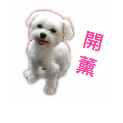 QQ hi – LINE stickers | LINE STORE