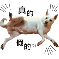 My lovely dog... - Stiker LINE | LINE STORE