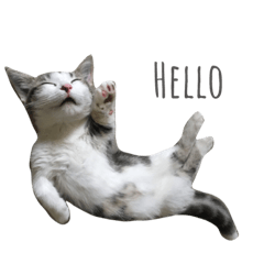 My family's cats – LINE stickers | LINE STORE