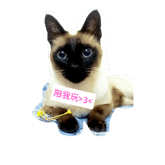 Nachi cat – LINE貼圖 | LINE STORE