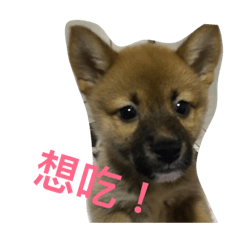 Shiba_Amy_Puppy – LINE stickers | LINE STORE