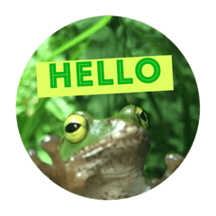 Hello Sticker from Frogs - Stiker LINE | LINE STORE