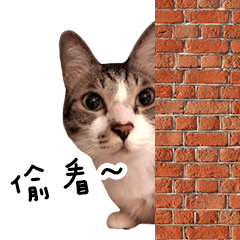 Rainbow&DiMe – LINE stickers | LINE STORE