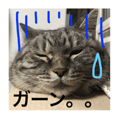 Kotaro&Michiko cat – LINE stickers | LINE STORE
