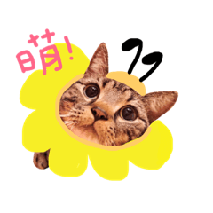 Curry-the-Cat - Stiker LINE | LINE STORE
