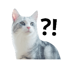 kawaii real-life cats – สติกเกอร์ LINE | LINE STORE